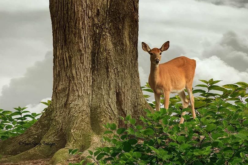 dr0423 – Daily Lessons – Anchor My Faith